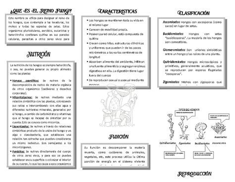 Triptico Reino Fungi Apuntes Este Nombre Se Utiliza Para Designar