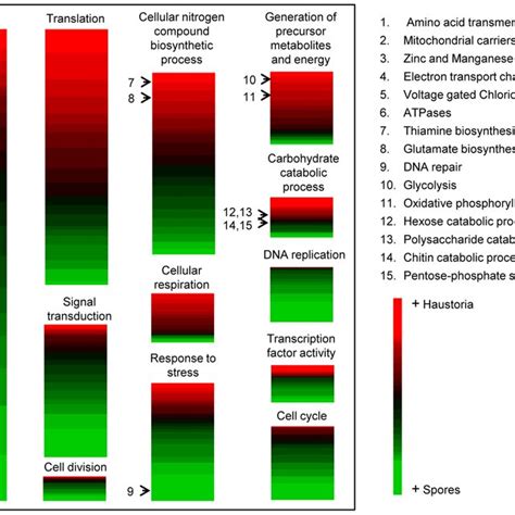 Heatmaps Representing Relative Levels Of Gene Expression Classified By
