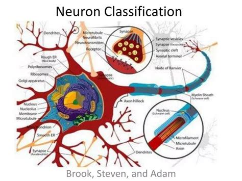 Ppt Neuron Classification Powerpoint Presentation Free Download Id