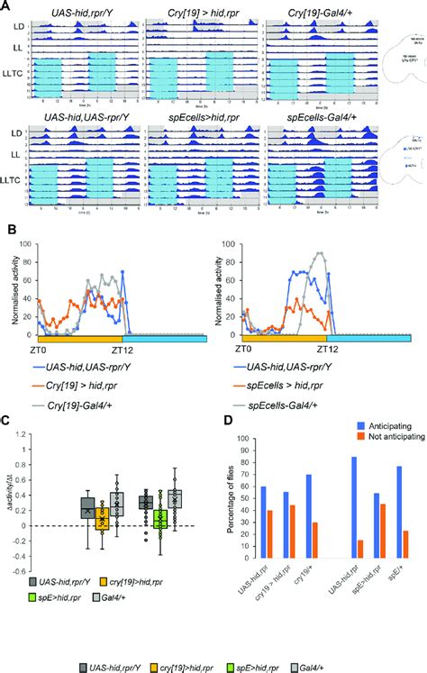 Eo Neurons Are Required For Behavioral Synchronization To Temperature