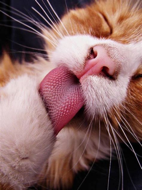 Adorable Cat With Tongue Out Cat Tongue Color Cat Tounge Out Cute