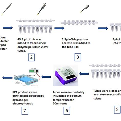 Schematic Diagram Of Rpa Steps And Equipment Used Download