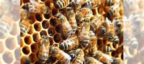 Пчелы купить в Зеленокумске Животные и зоотовары Авито