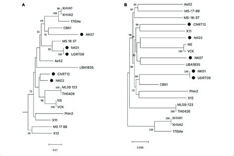 Maximum Likelihood Tree Generated From Concatenated Mlst Loci A And Download Scientific