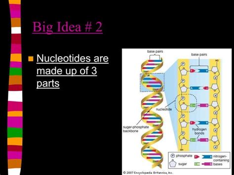 DNA Structure Lesson PPTX