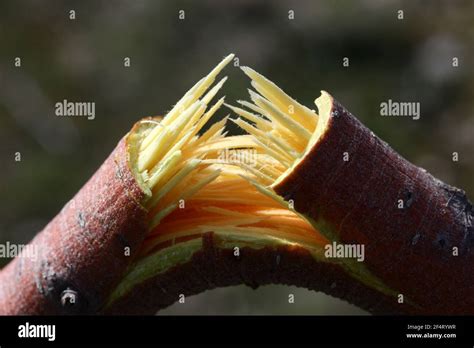 Close Up Of A Broken Tree Branch Stock Photo Alamy