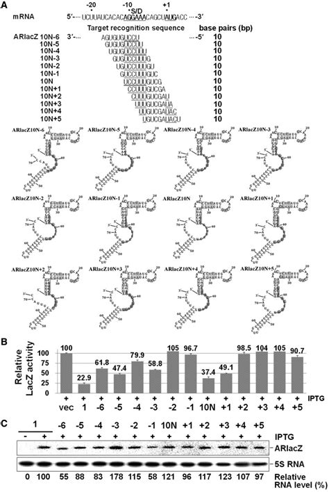 Scanning Of Tir Of Mrna With A 10 Nt Window Of Target Recognition Download Scientific Diagram