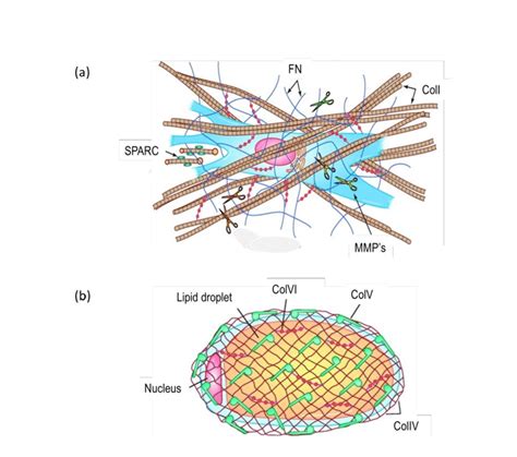 1 Structural Organization Of The Ecm And Basement Membrane Components Download Scientific