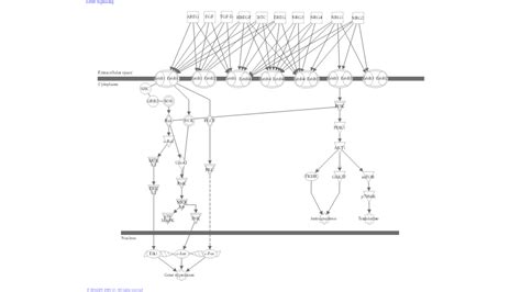 Erbb Signaling Geneglobe