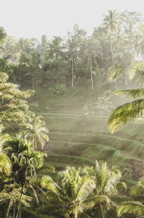 10 Photos That Prove Tegalalang Rice Terraces Are Every Photographers Dream Travel On The Brain
