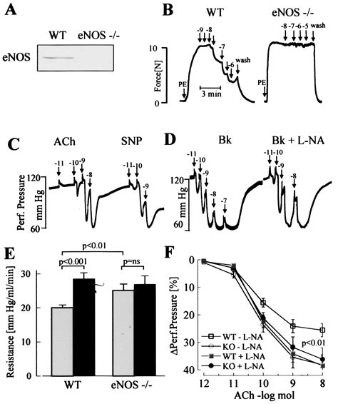 An Endothelium Derived Hyperpolarizing Factor Distinct From No And
