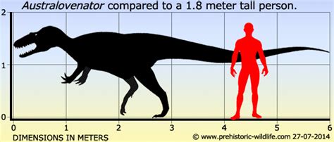 Australovenator Skeleton