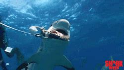 Sharkweek Tumblr Com Tumbex