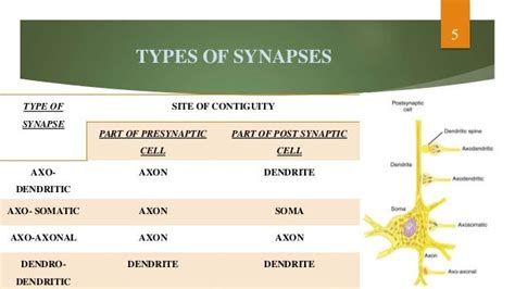 The Synapse
