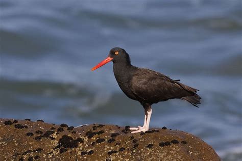 Haematopus Black Bird Wildlife Photography