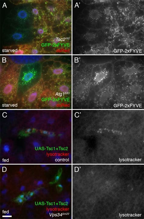 Vps34 Functions Downstream Of Tor Signaling A And B Download Scientific Diagram