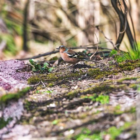 Bug Txt2img Outpainting Using Low Resolution Image In Hires Fix Pass Issue 1609