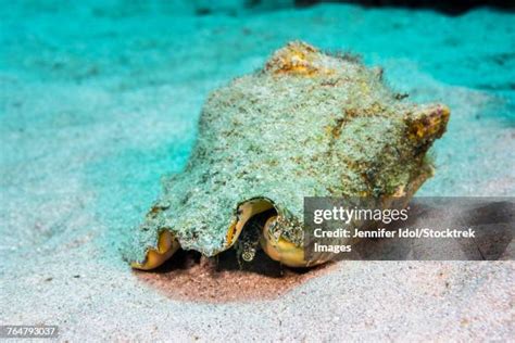 Caribbean Queen Conch Photos And Premium High Res Pictures Getty Images