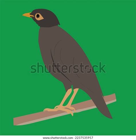 Beautiful Myna Brid Vector Design Stock Vector Royalty Free