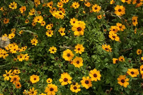 Native Florida Wildflowers Goldenmane Coreopsis Coreopsis Basalis