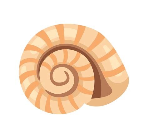 Snail Shell Sketch