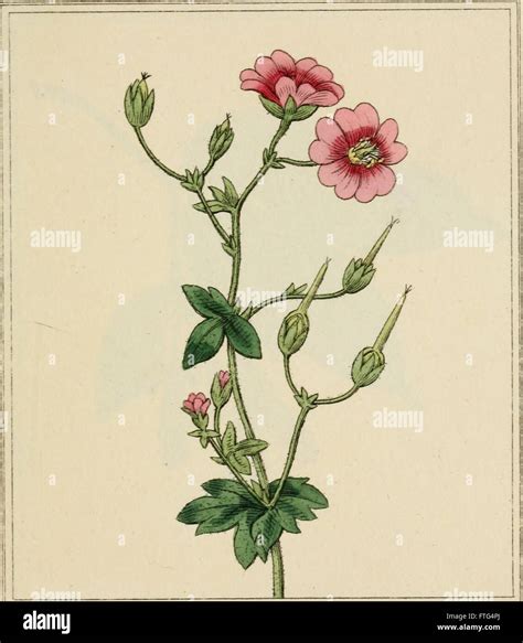 This 1812 Text By Linnaeus Lays Out The Principles Of Botanical Science Presenting A Structured