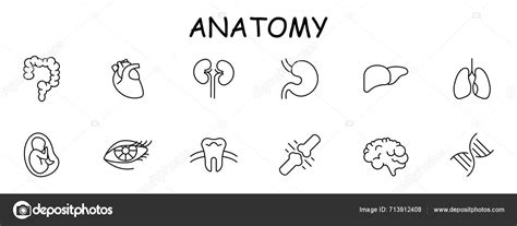 Органи Встановлюють Піктограму Кишковий Тракт Шлунок Печінка Мозок Легені Ембріон Стоковий