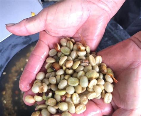 치앙마이 도이사켓 커피농장 조인투어 점심포함 로스팅and브루잉 커피체리 따기 커피나무 심기체험 Kkday