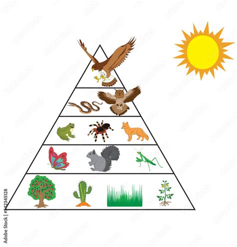 Nutritional And Energy Transfers Between Some Species Living In A