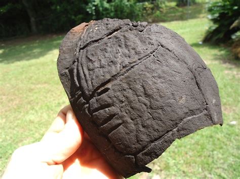 Large Section Of Extinct Giant Box Turtle Shell Recently Sold Fossils Prehistoric Florida