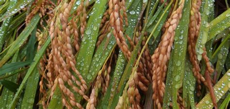 Food Of The Future Genome Edited Crops Abdul Latif Jameel®