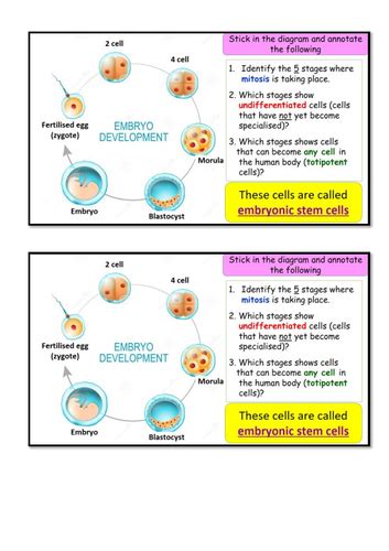 Gcse Lesson 8 Embryonic Stem Cells And Ivf Teaching Resources