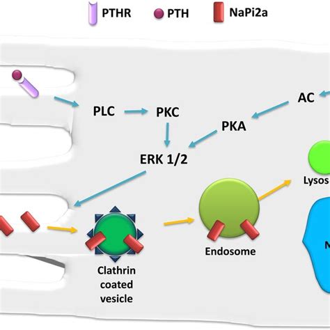 Pth‐induced Endocytosis Of Napi2a In The Proximal Tubule Pth Binds To
