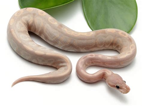 Super Banana Ball Python