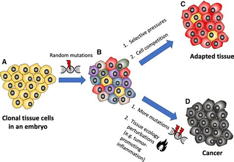 Positive And Negative Outcomes Of Genetic Diversity Of Somatic Cells Download Scientific