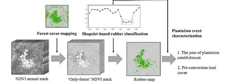 Shapelet Analysis Workflow For Rubber Plantation Mapping And Plantation