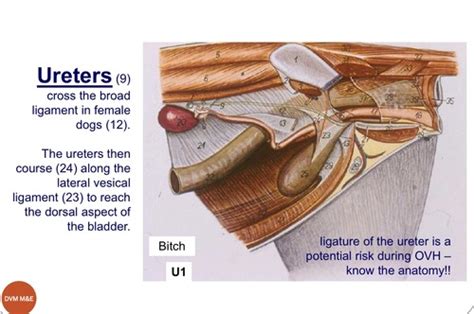 Female Dog Urinary Anatomy