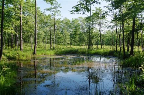 Researching Bog Ecosystems Nutrient Cycling Ar Generative Ai Premium