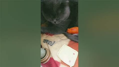 дорогой Дедушка Мороз Youtube