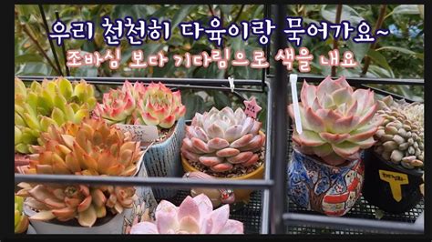 다육이 빨리 물들이기 꼼수 다 해봤지만 시간이 정답 건강하게 키우면 색은 자연스레 따라와요 ~ Youtube