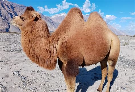 Camel Cashmere Scarf