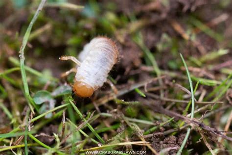 St Augustine Grass Turning Yellow 10 Causes And Remedies 2025