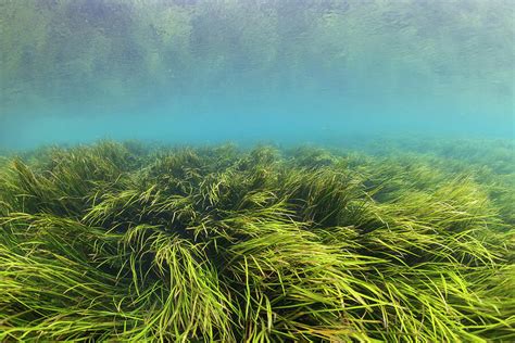 Rainbow River With Tape Or Eel Grass And Some Invasive Photograph By
