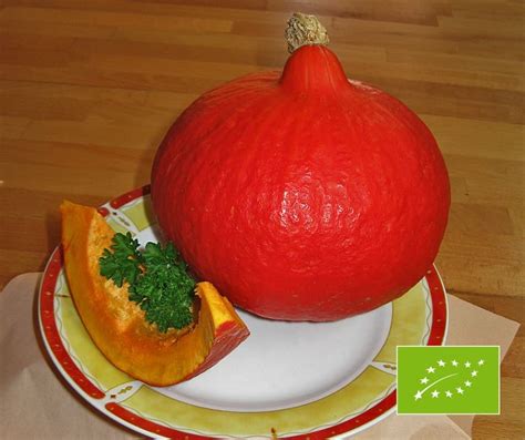 Cucurbita Maxima Uchiki Kuri Bio Easyseeds