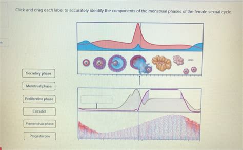 Solved Click And Drag Each Label To Accurately Identify The