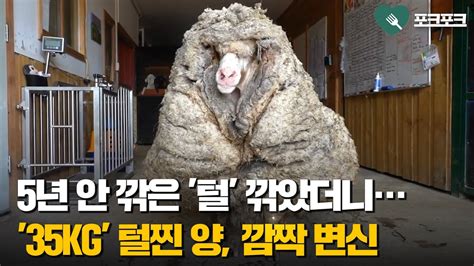 년 안 깎은 털 깎았더니 kg 털찐 양 깜짝 변신 YouTube