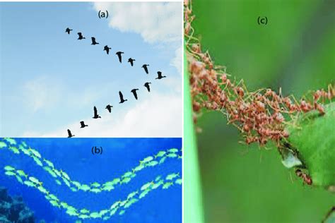 1 Cooperation Based On Social Behaviour In Nature Abirds Flocking