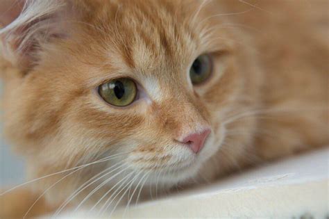 Елена Галюкова Наша любимая СобачеллаШерри сегодня первый раз была на занятии послушания