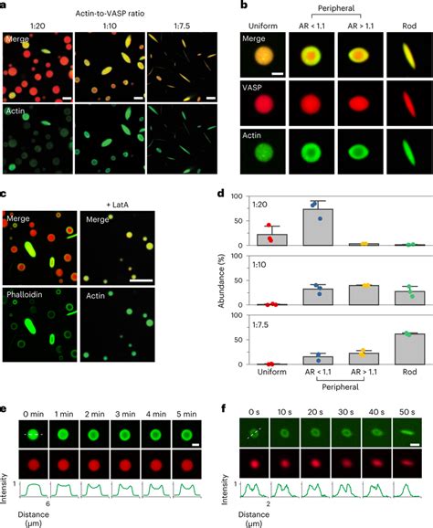 Actin Polymerization Within VASP Droplets Drives Droplet Deformation Download Scientific