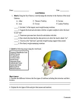 Axial Skeleton Worksheet By Alaina Commarato TPT